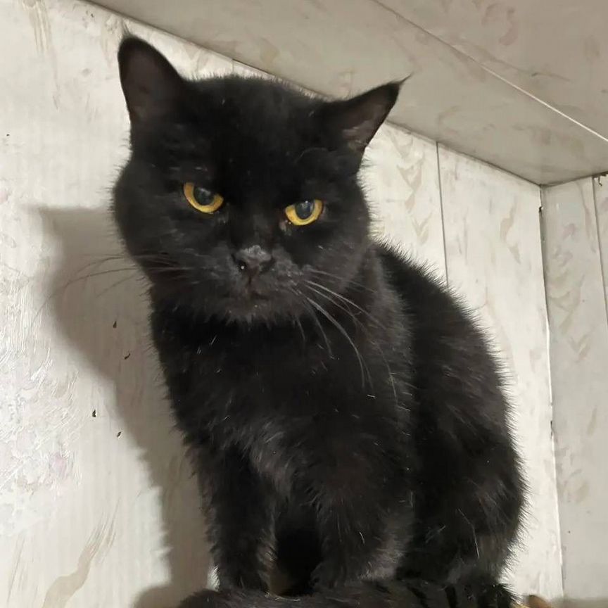 Взрослая кошка в добрые руки