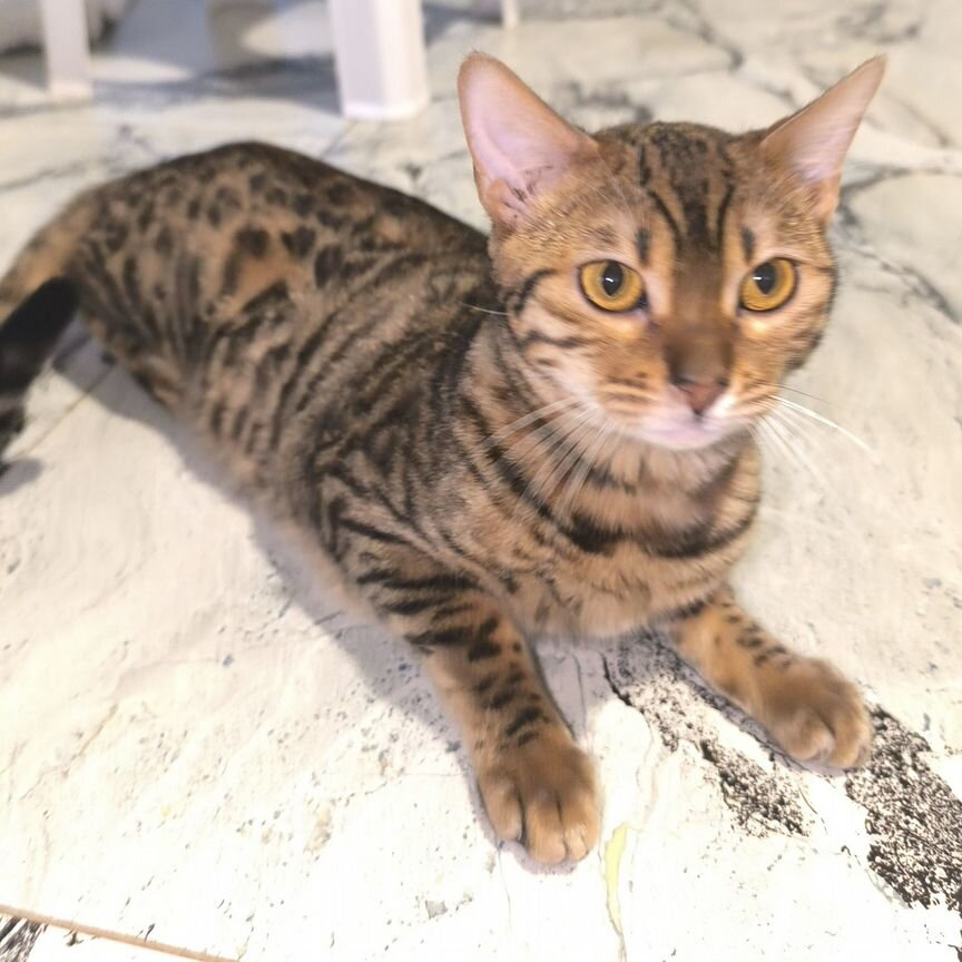 Бенгальская кошечка Айка