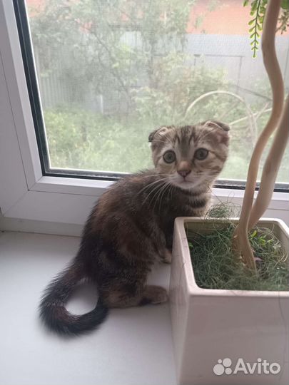 Кошечка Полосаточка (шотландская вислоухая метис)