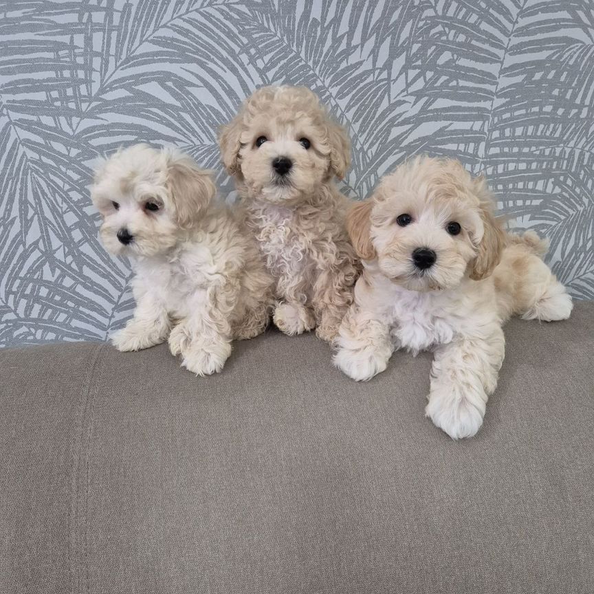 Щенки мальтипу f1