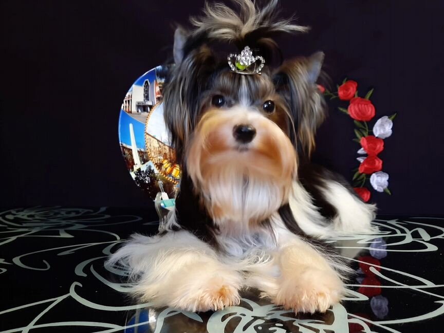 Девочка Бивер