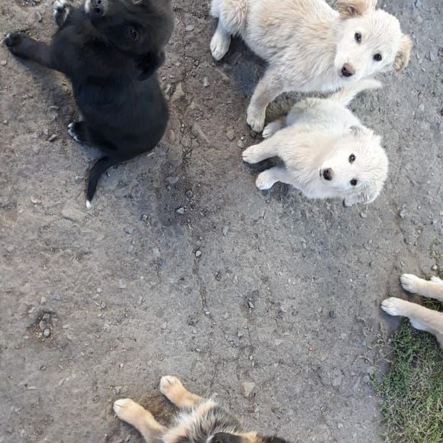 Отдам в хорошую семью