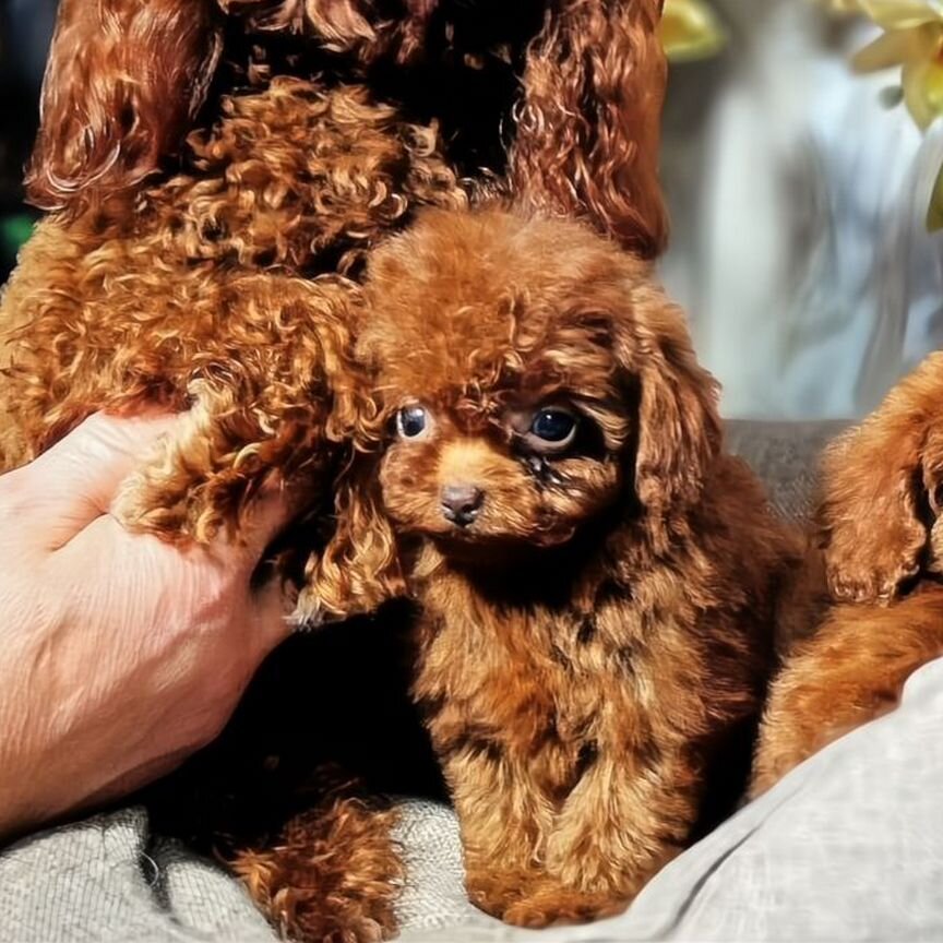 Карликовый пудель, щенок