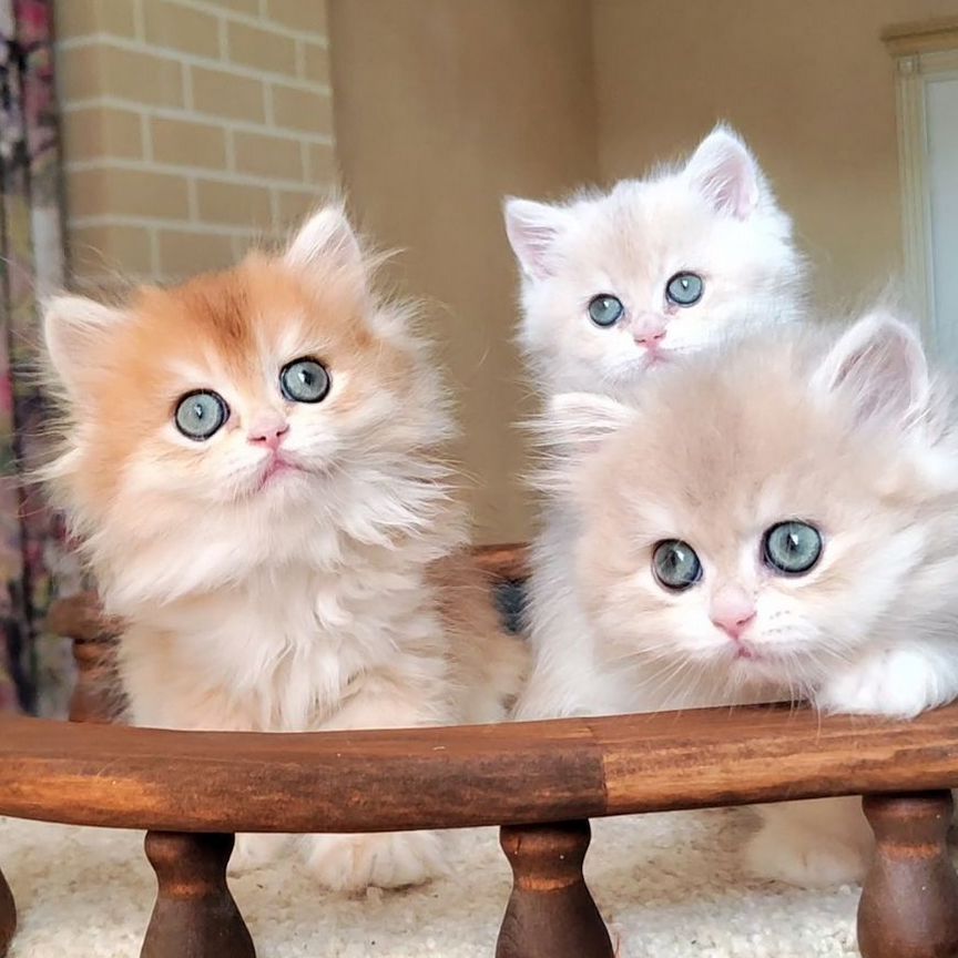 Котята золотая шиншилла