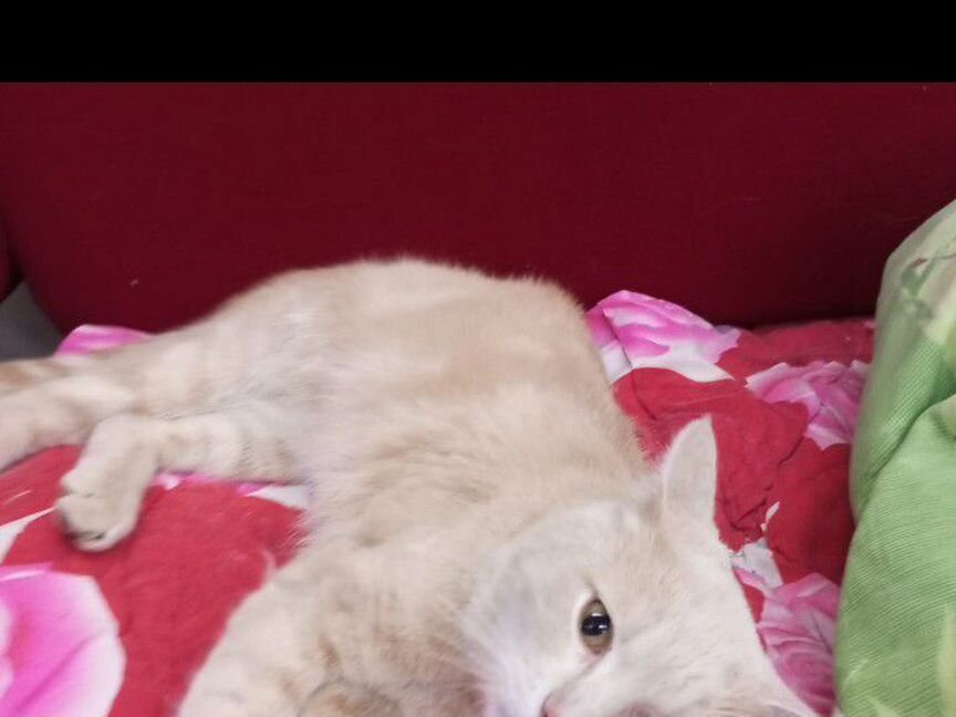 Одам в добрые руки