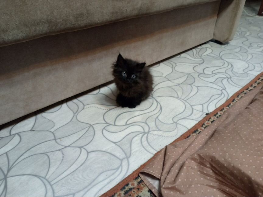 Кошка в дар