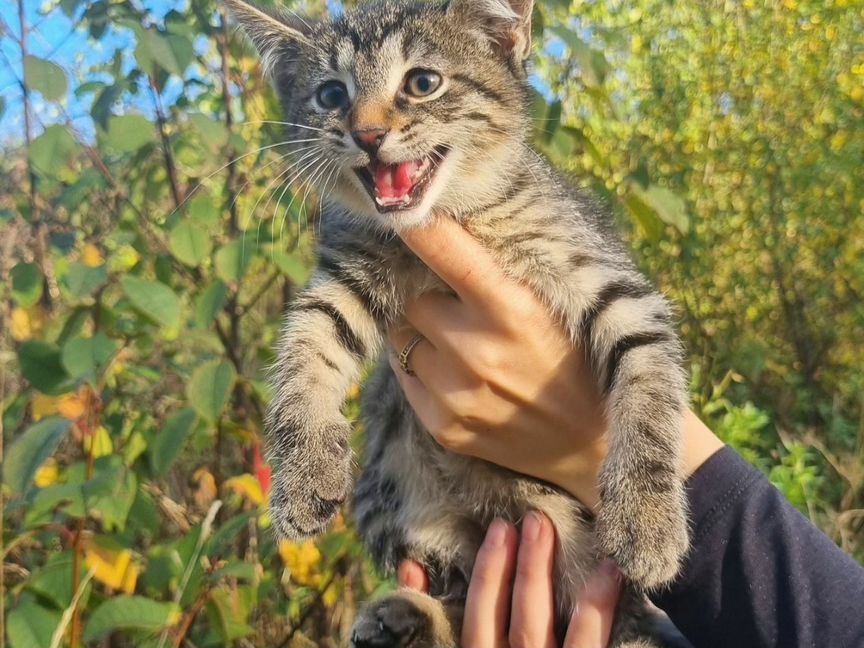 Жизненно необходим дом котенку, возраст 2,5 мес