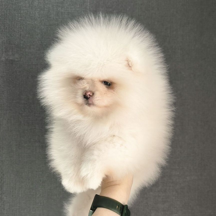 Померанский шпиц белое облако