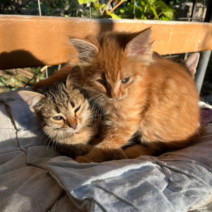 Котята в добрые руки