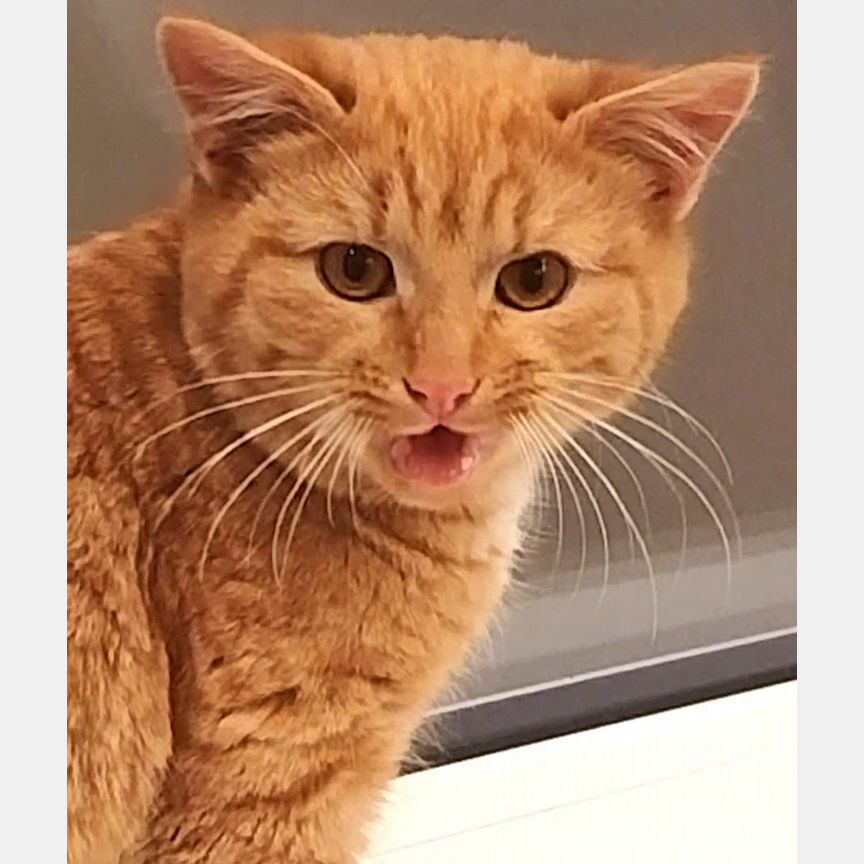 Солнечный котик ищет дом