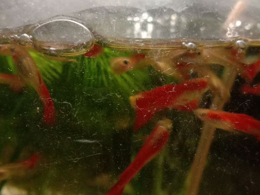 Гуппи Московские алые