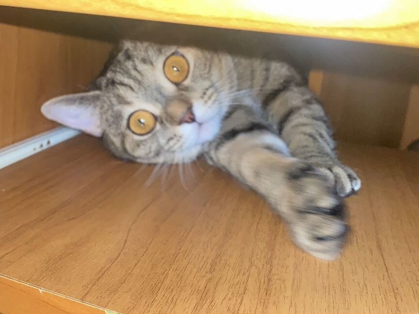 Кошка Бесплатно Британка