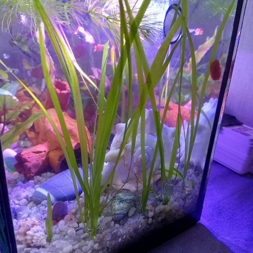 Живые водоросли для аквариума