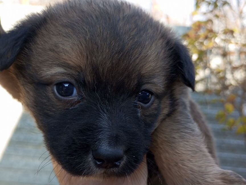 Собака в добрые руки щенок