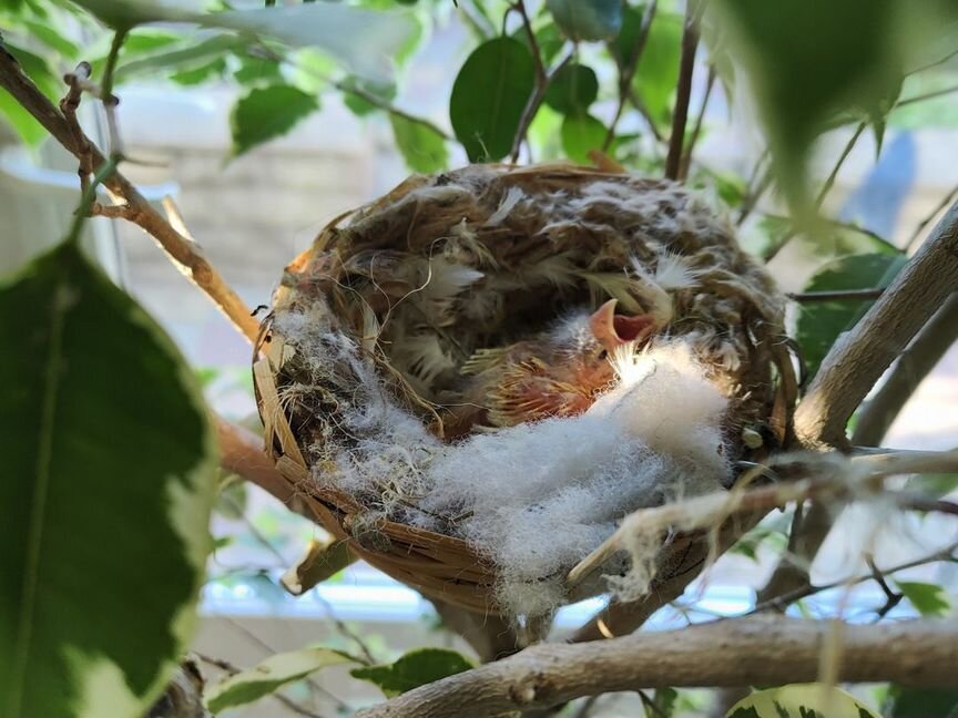 Кенара,канарейки