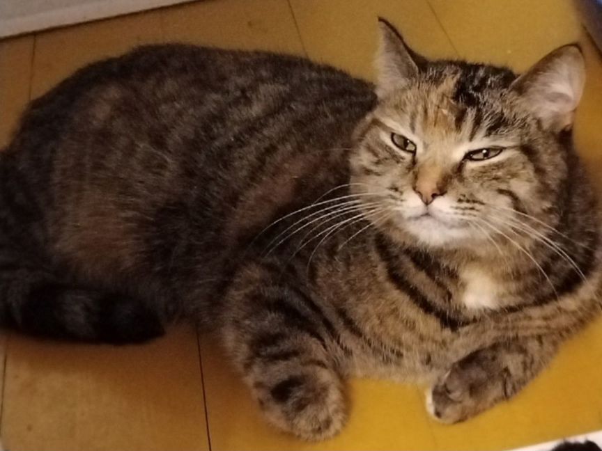 Кошечка Тася, приютите