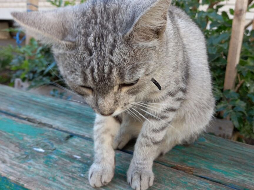 Кошка в дар