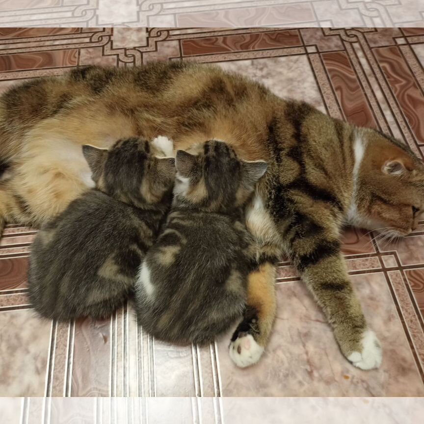 Шотландские котята