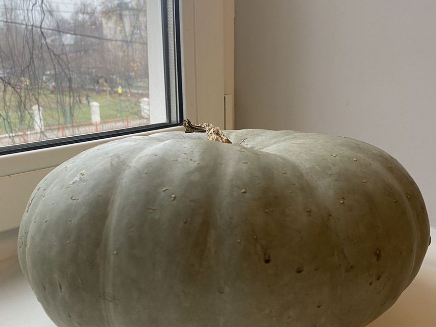 Тыква "Волжская"