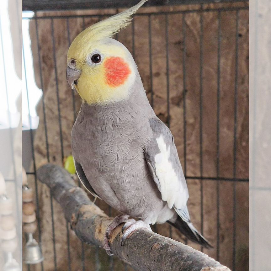 Попугай корелла мальчик