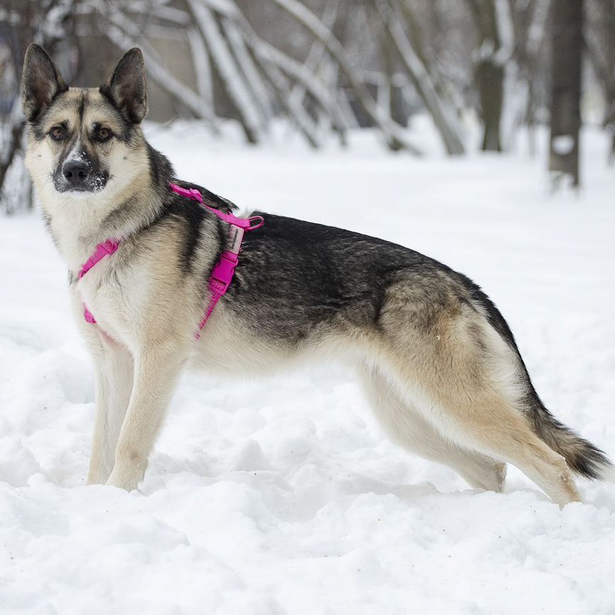 Взрослая собака из приюта