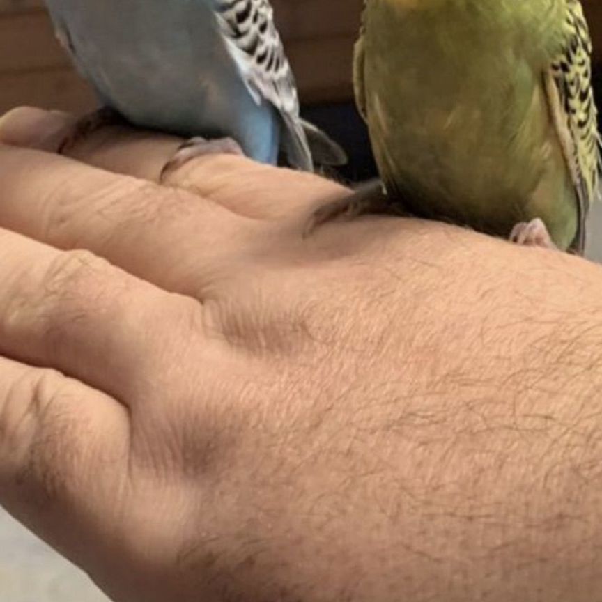 Волнистый попугай