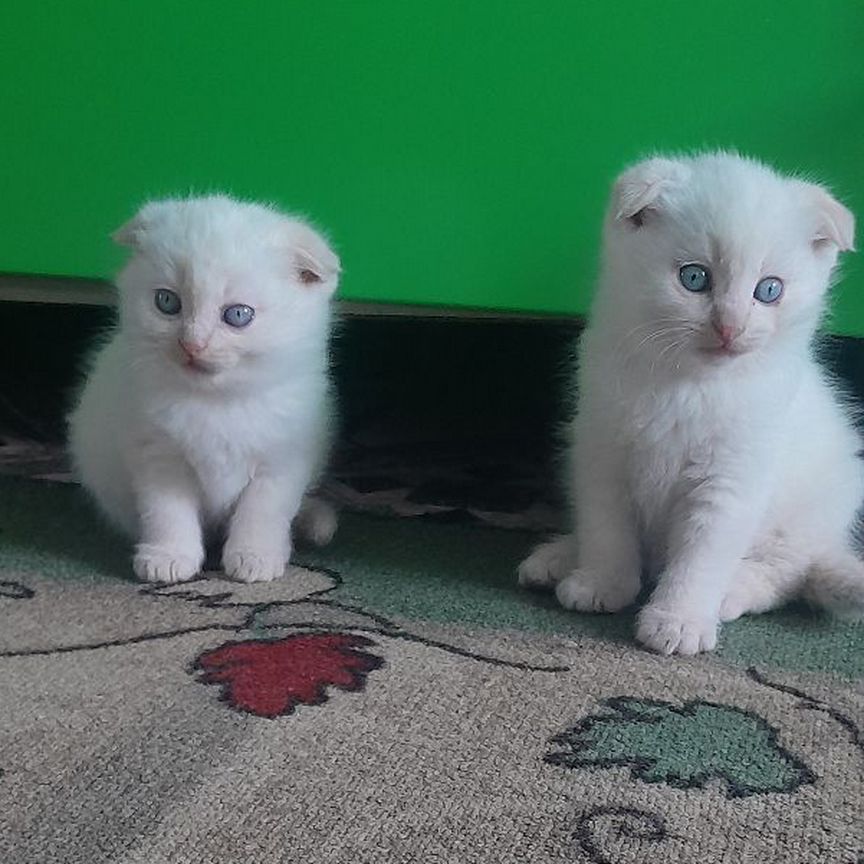 Шотландский вислоухий короткошёрстный котёнок