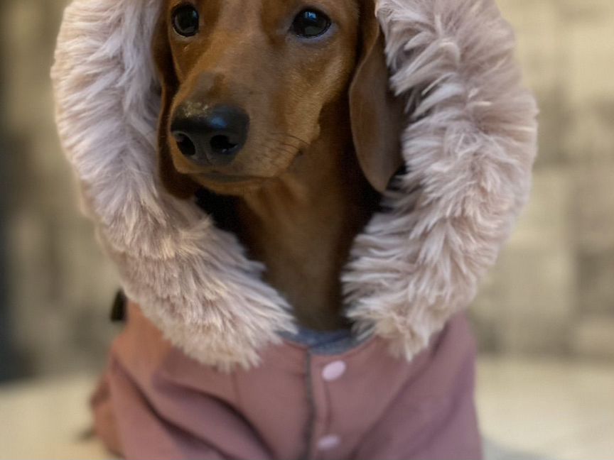 Зимняя утепленная одежда для собак