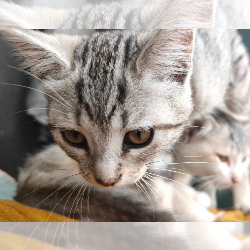 Котенок царапкин