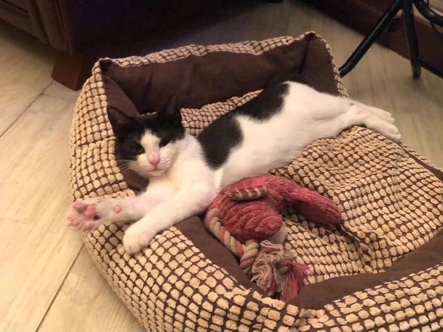 Котенок