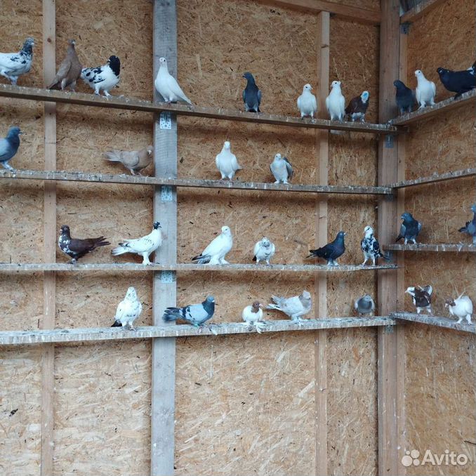 Бакинские Бойные, Турецкая Такла гнатые Все