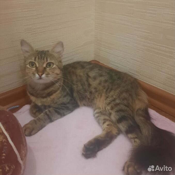 Кошечка ищет дом,её ждёт улица