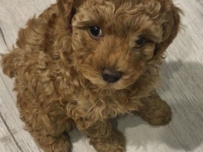 Мальтипу ред braun