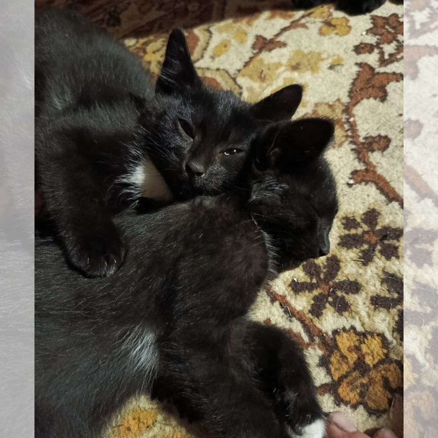 Котята пушистые бесплатно,есть доставка