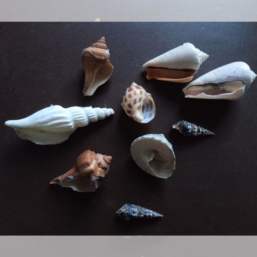 Морские ракушки раковины