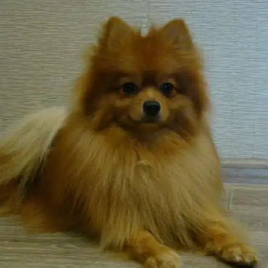 Немецкая овчарка, взрослый пёс