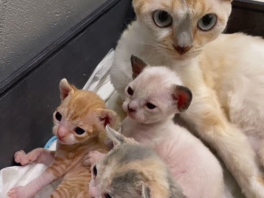 Котята девон-рекс