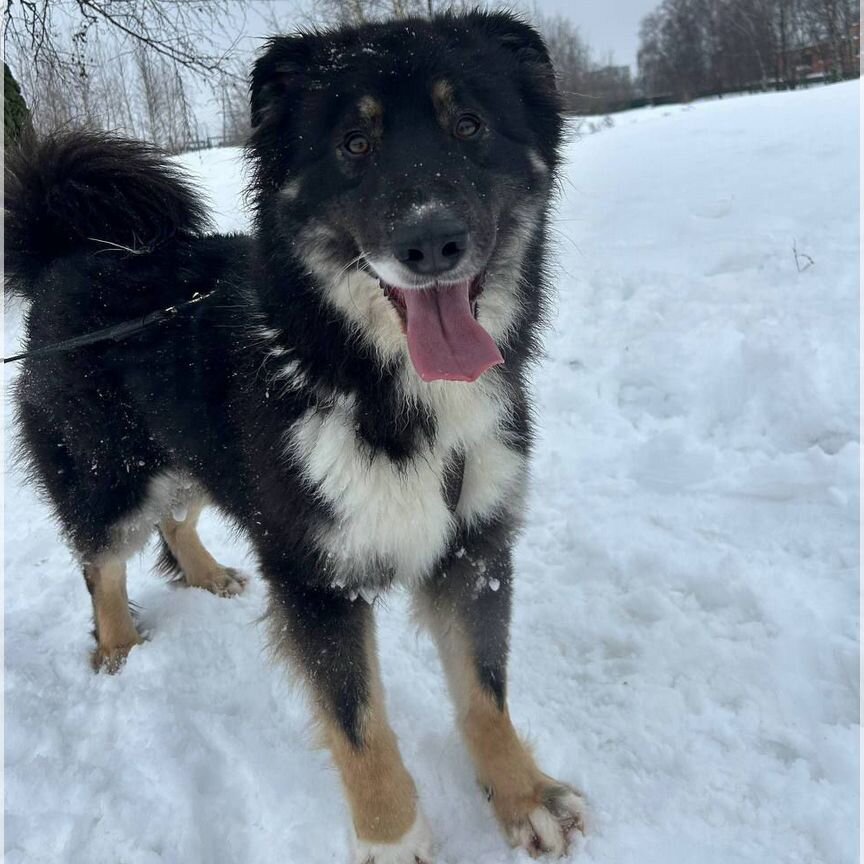 Взрослый пёс в добрые руки