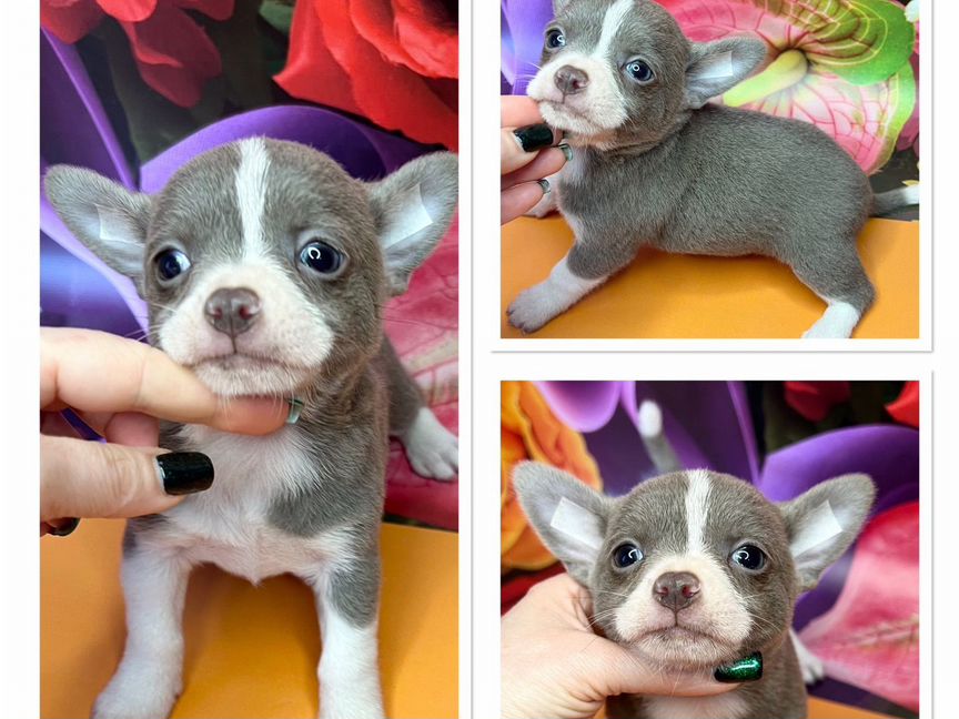 Щенки чихуахуа зайки мальчики и девочки