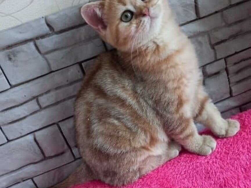 Золотой мраморный котик
