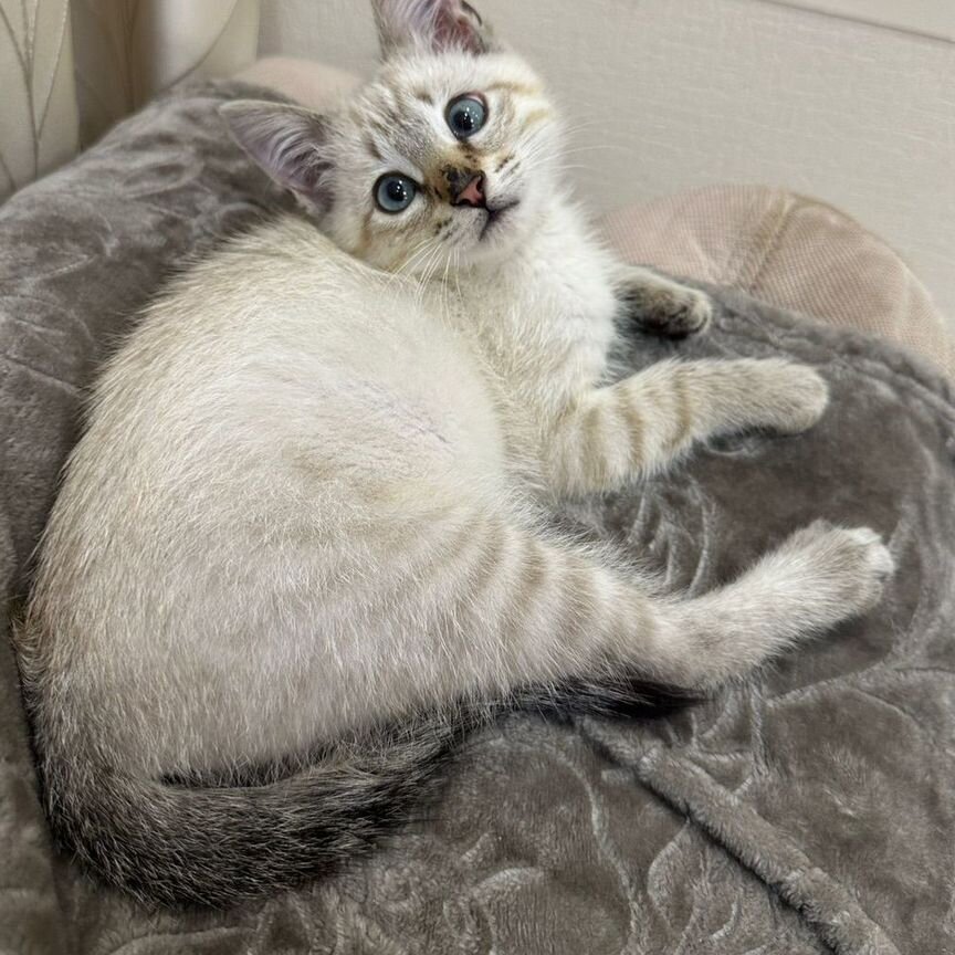 Котенок мальчик