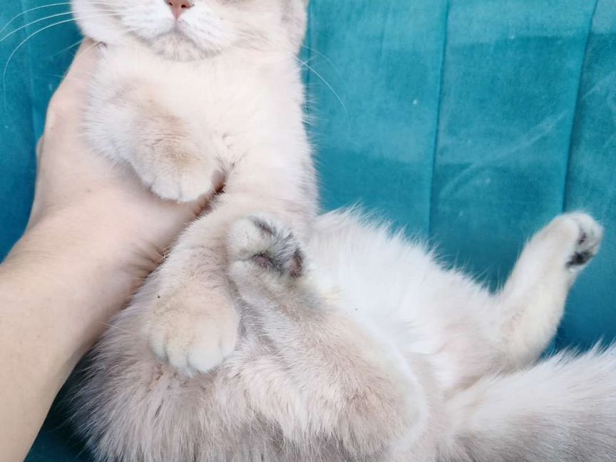 Голубое золото кошка