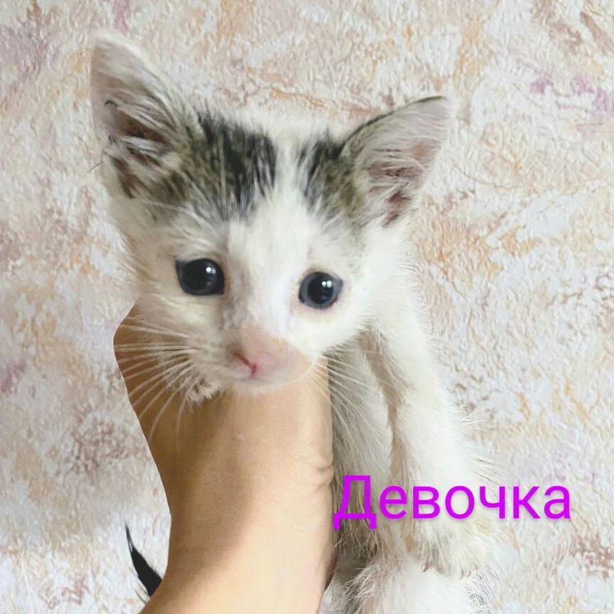 Маленькая девчушка в добрые ручки