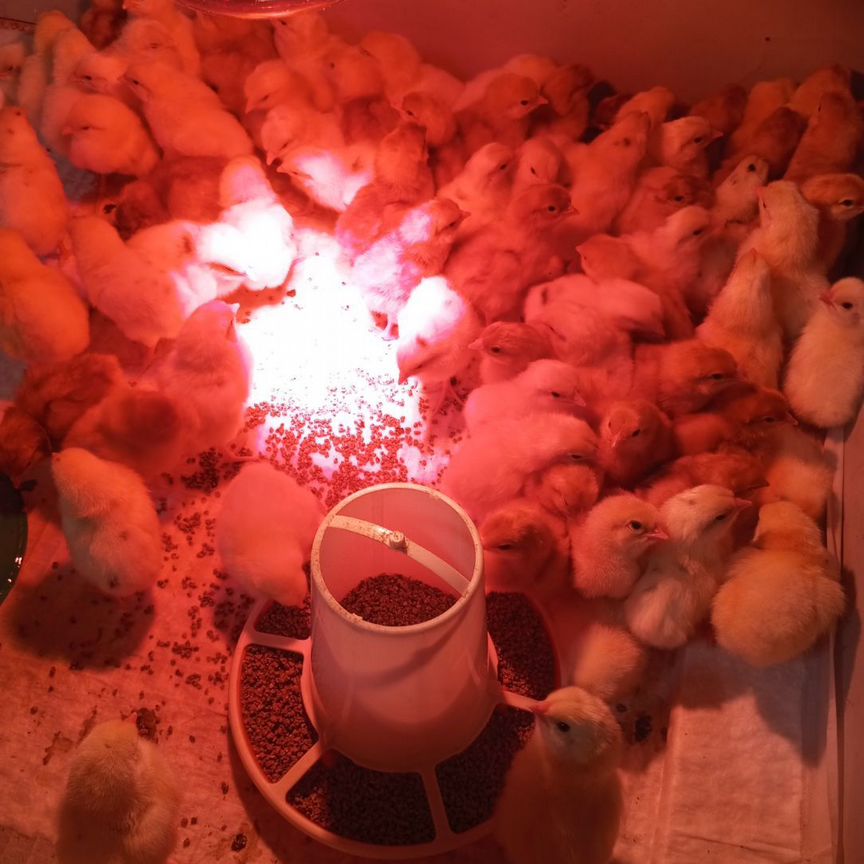 Цыплята кросса Браун ник и Коралл