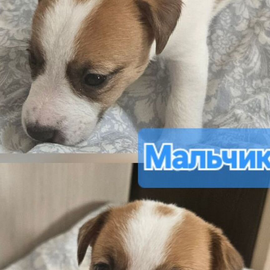 Джек-рассел-терьер, щенок