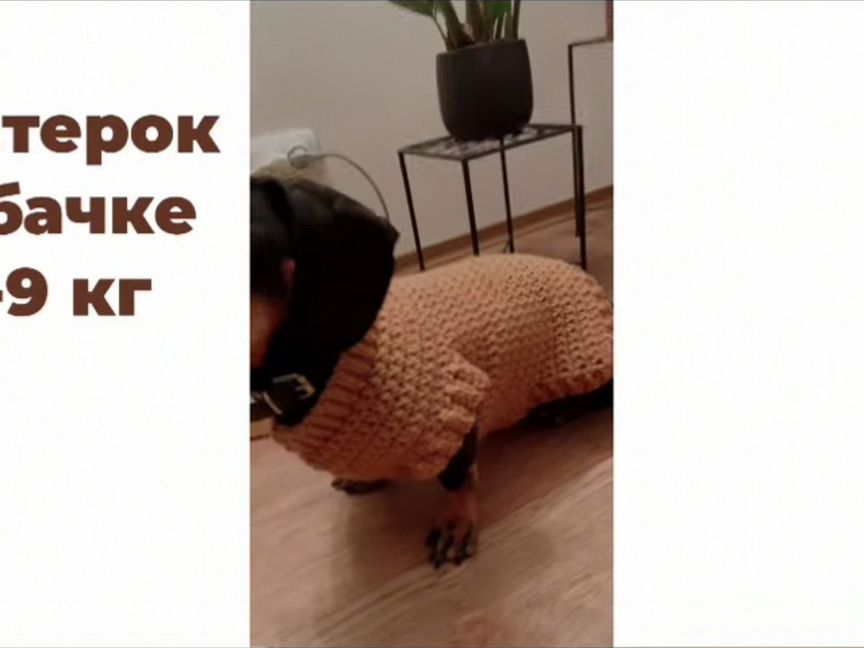 Вязанная одежда для собак