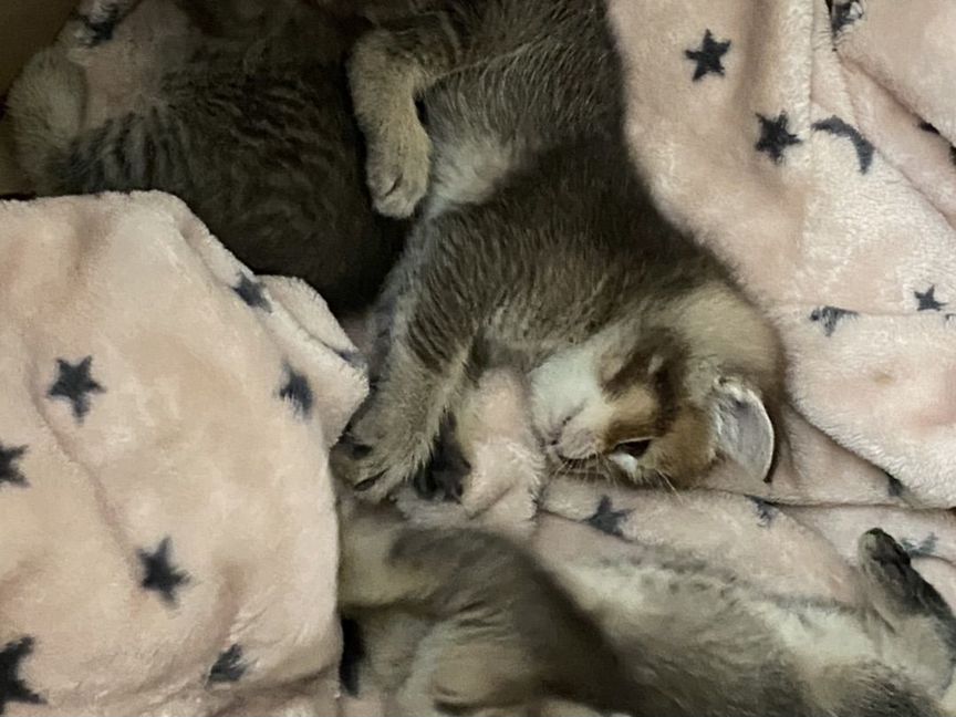 Продам котят прямоухие шотландцы (белая мама)