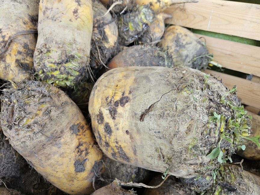 Кормовая свёкла