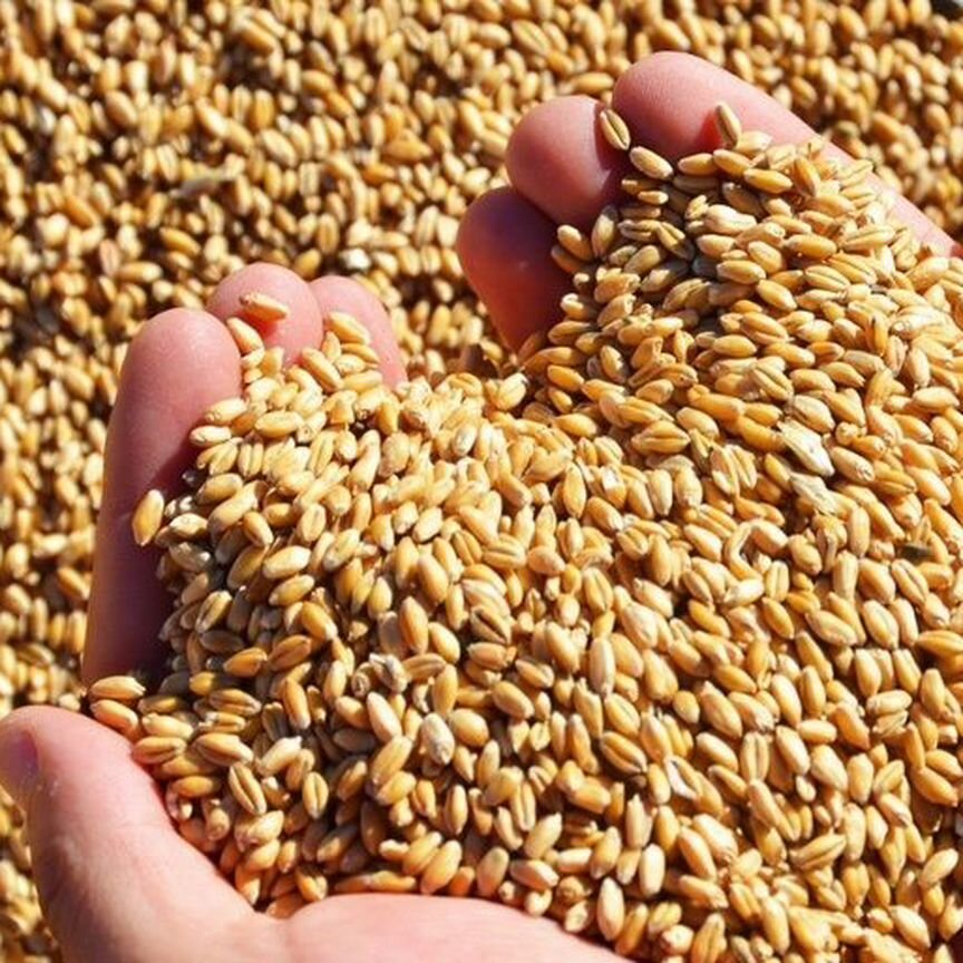 Пшеница фуражная