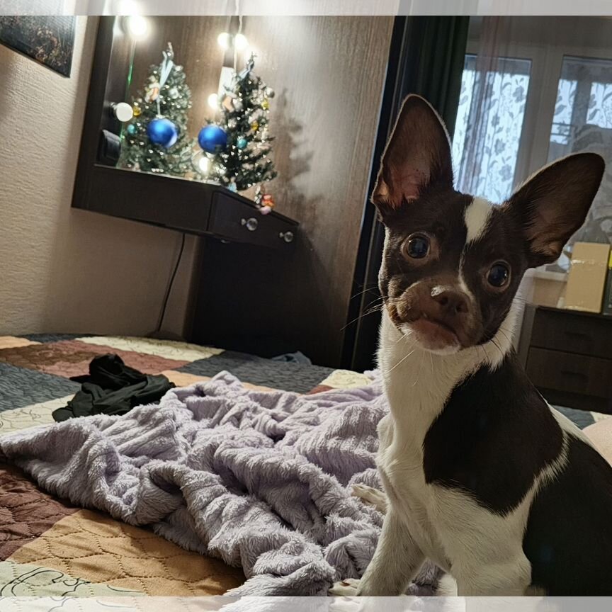 Русский той-терьер, щенок